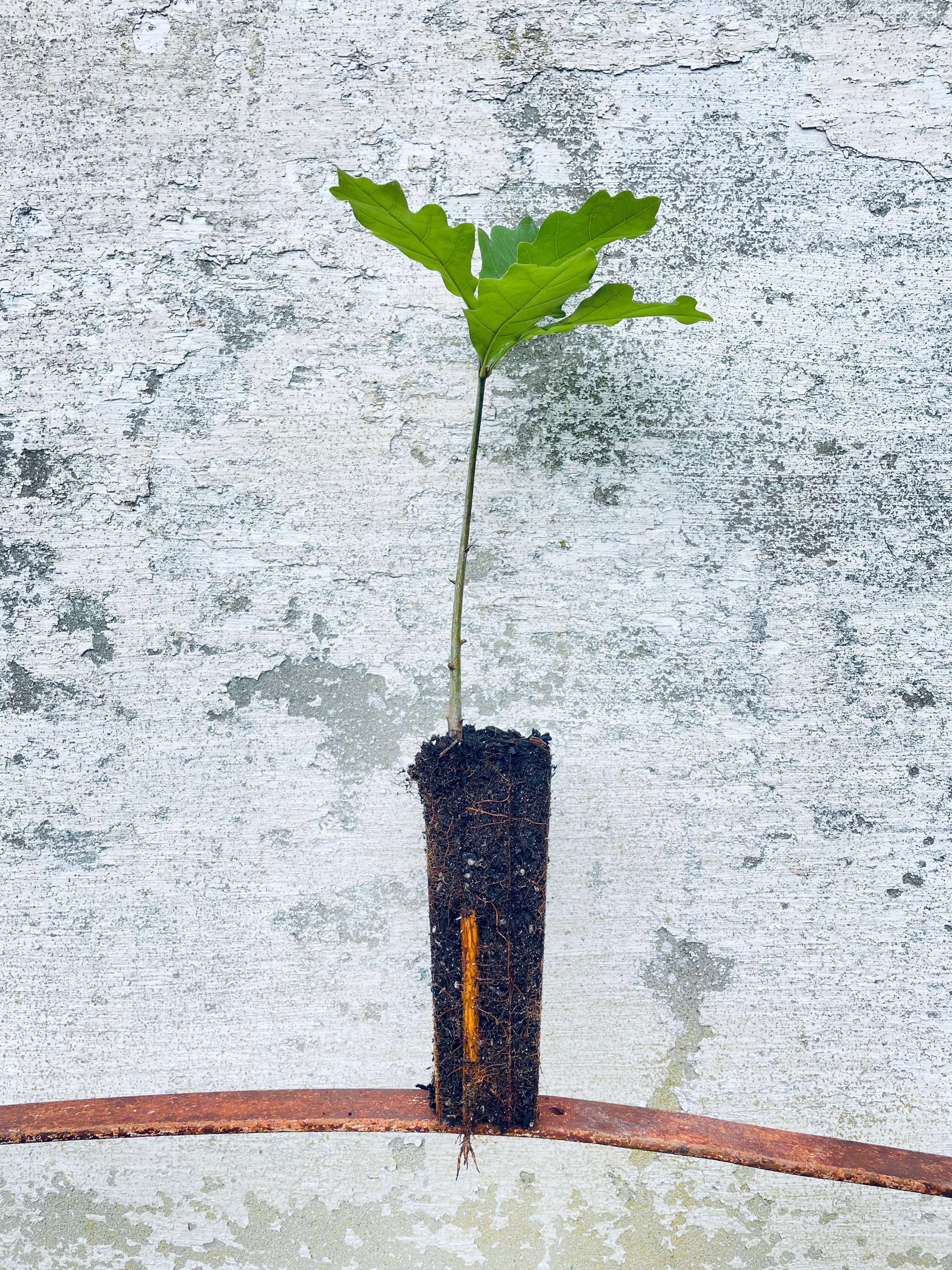 Oak Saplings - Quercus robur | Organic & Cell-grown | from 90p ...